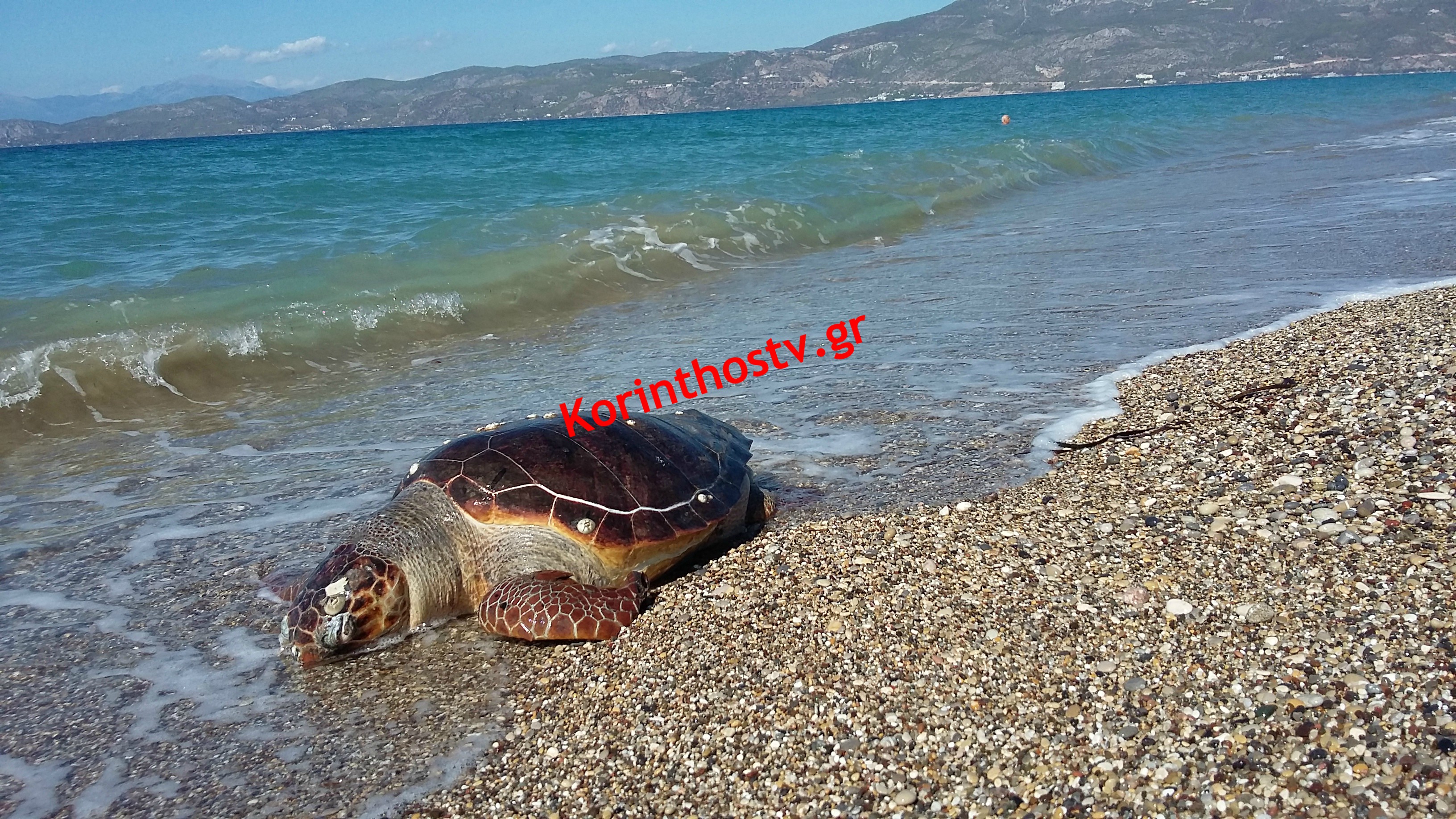 Δεύτερη χελώνα καρέτα - καρέτα βρέθηκε νεκρή στην παραλία της Κορίνθου ...