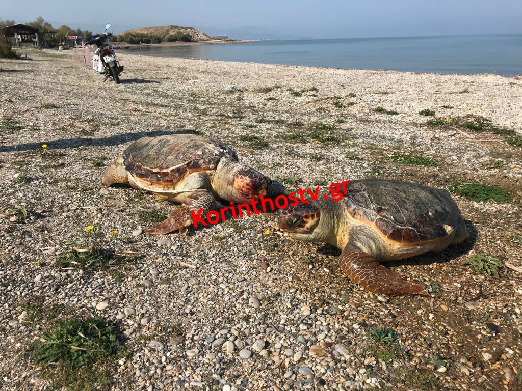 Δύο θαλάσσιες χελώνες Καρέτα Καρέτα νεκρές στην παραλία Κανταρέ ...
