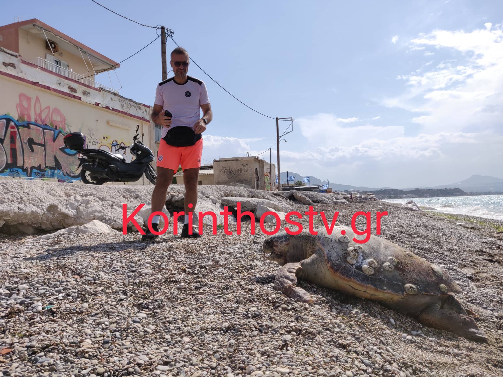 Χελώνα καρέτα-καρέτα εντοπίστηκε νεκρή στην παραλία "Καλάμια" στην ...