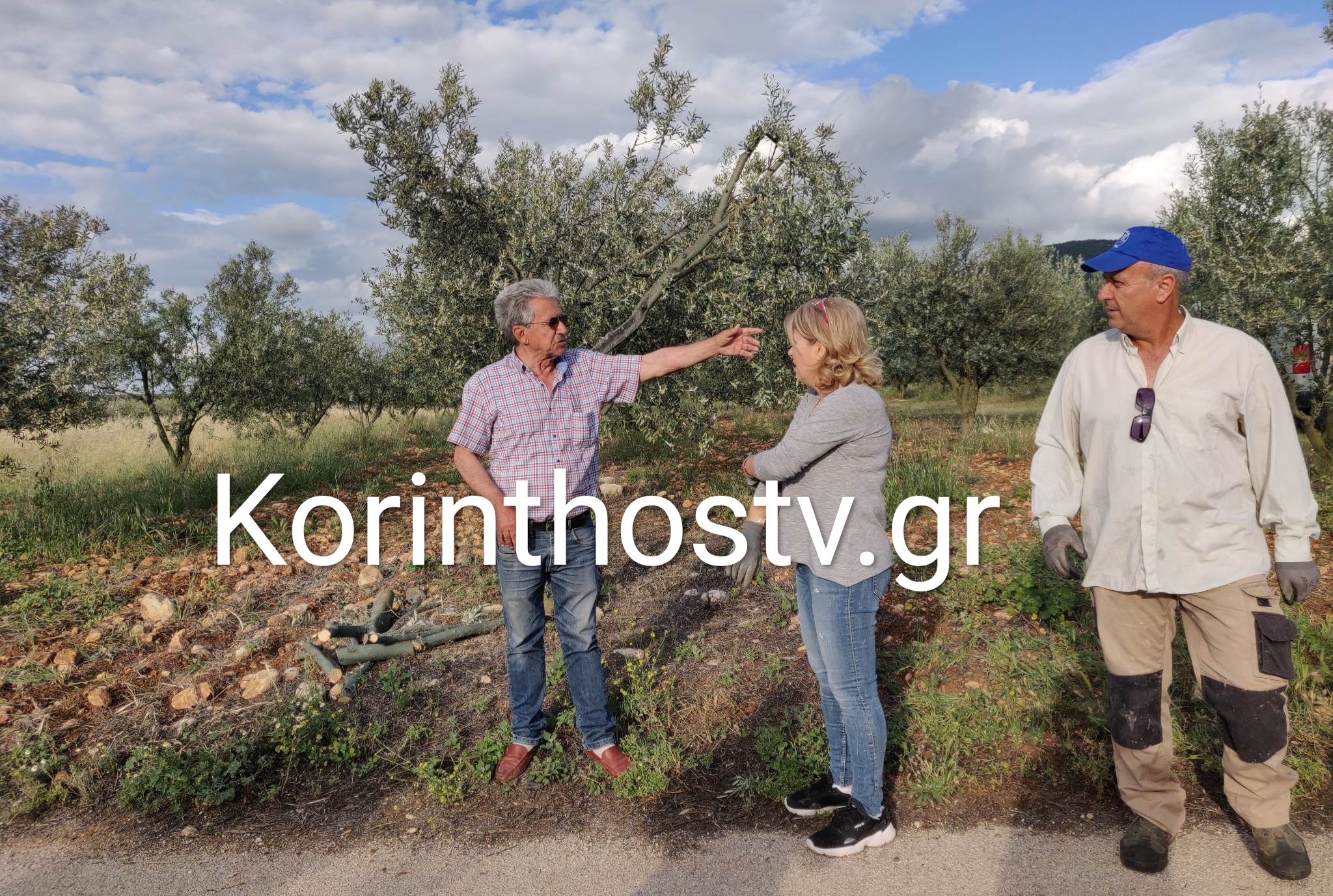 Κλένια Κορινθίας: Άγνωστοι έκοψαν κορμούς και κλαδιά από δέντρα ...